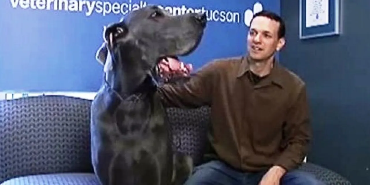 To není doga, ale kůň! Nejvyšší pes světa měří 109 centimetrů — ČT24 ...