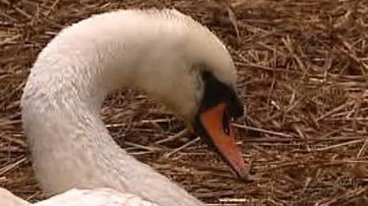 Odborníci zkoumají stěhování labutí — ČT24 — Česká televize