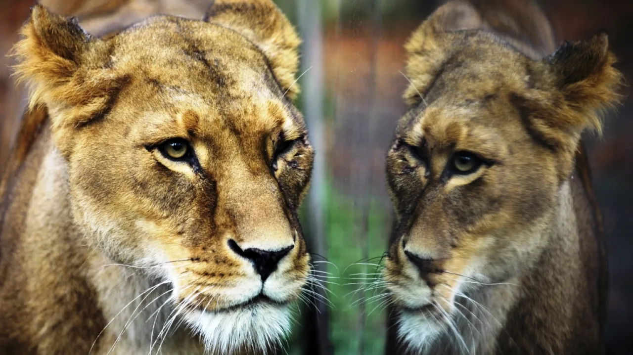 V úctyhodných 16 letech nás opustila lvice Elsa — ČT24 — Česká televize