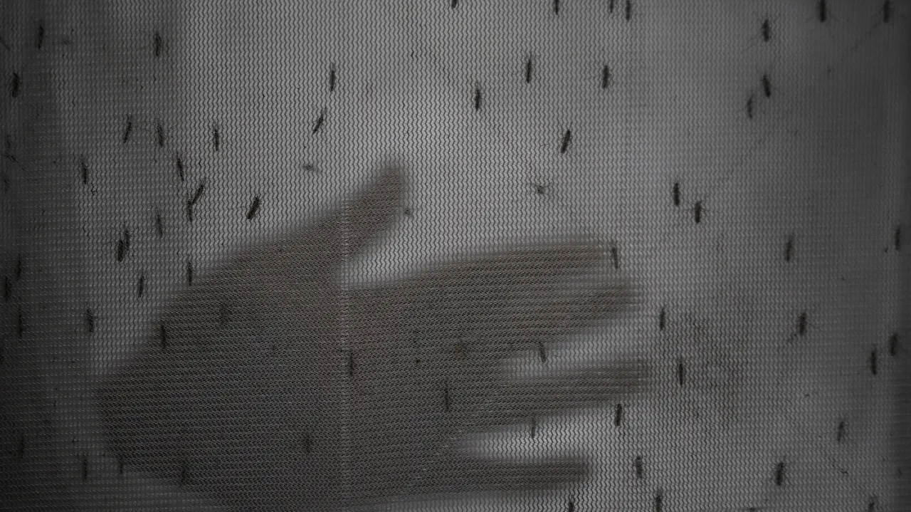 Bangladéš se potýká s největší epidemií horečky dengue ve své historii ...