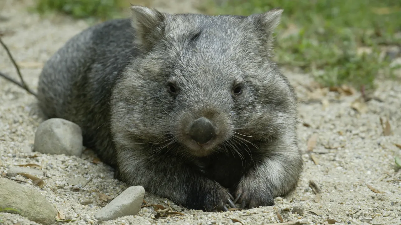 Vombati zachraňují zvířectvo ohrožené australskými požáry. Jejich ...