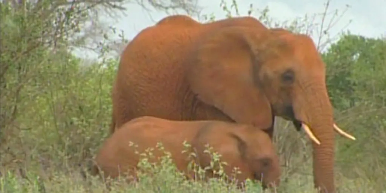 Rok 2011 byl pro slony tragický — ČT24 — Česká televize