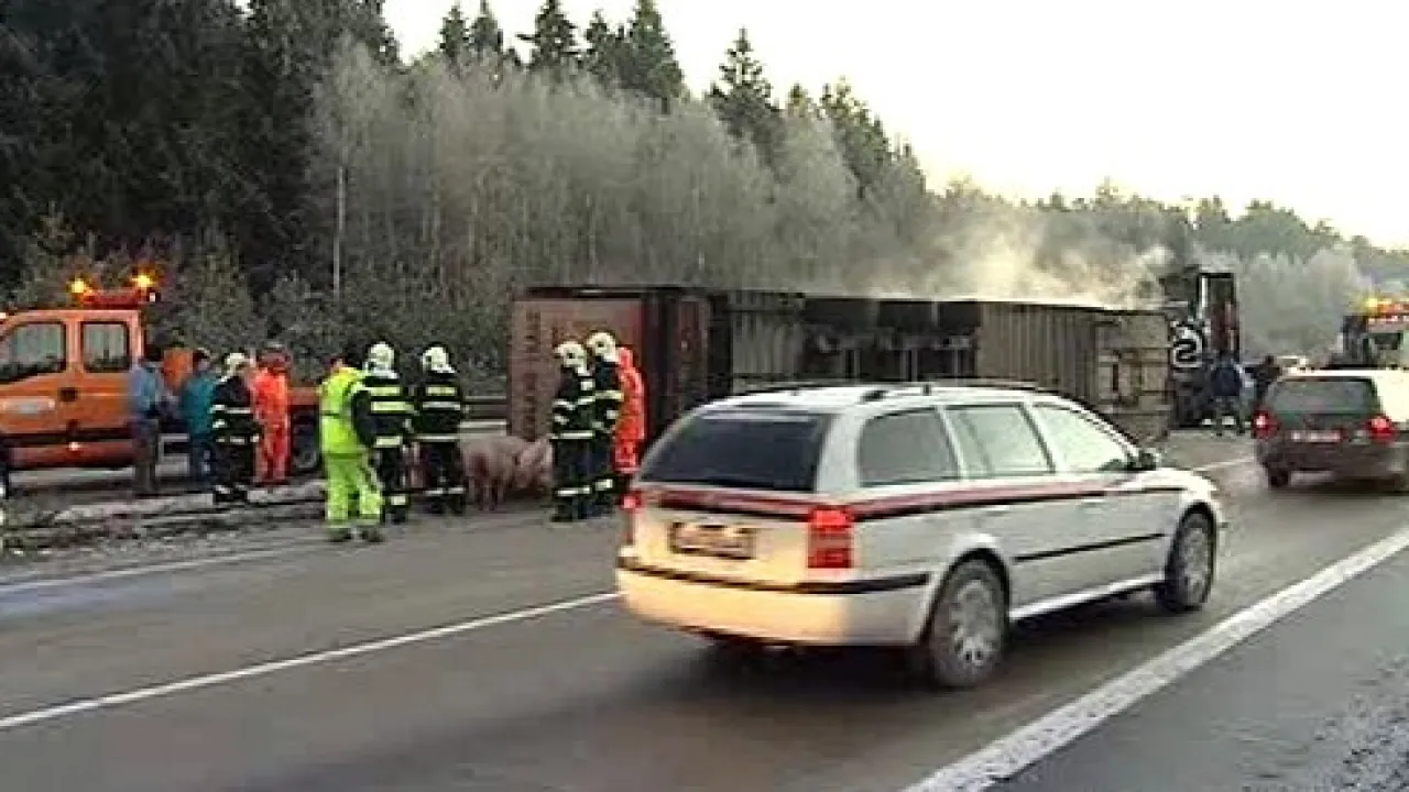 Nehoda kamionů zkomplikovala provoz na D1 u Velkého Beranova, po dálnici pobíhala prasata — ČT24 ...