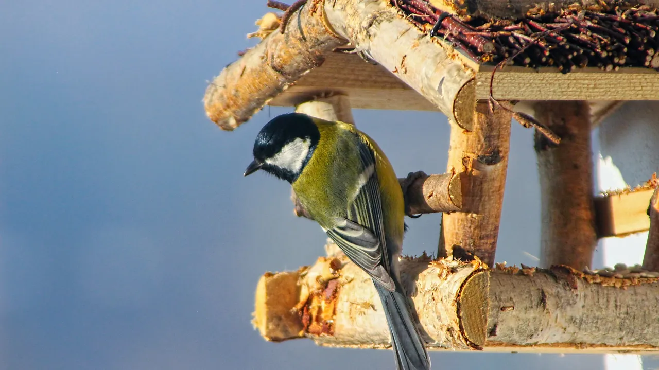 Drobní ptáci stárnou podobně jako lidé, ukázal český výzkum — ČT24 ...
