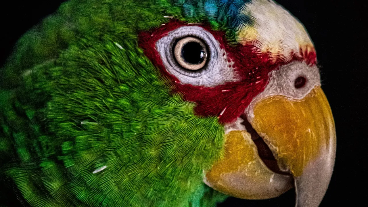 Čeští vědci vysvětlili, proč papoušci září všemi barvami duhy — ČT24 ...