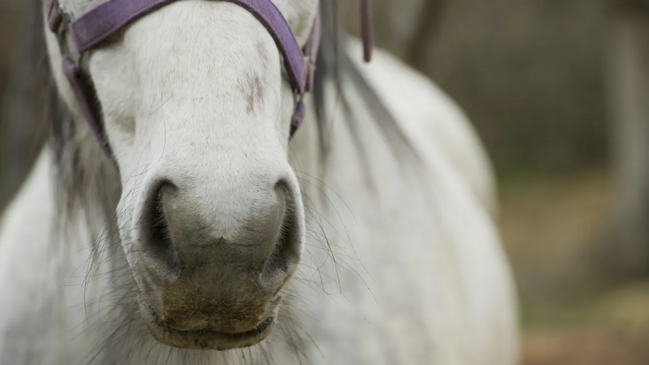 Bendl: Skandálu s koninou se dá vyhnout kupováním českých výrobků ...