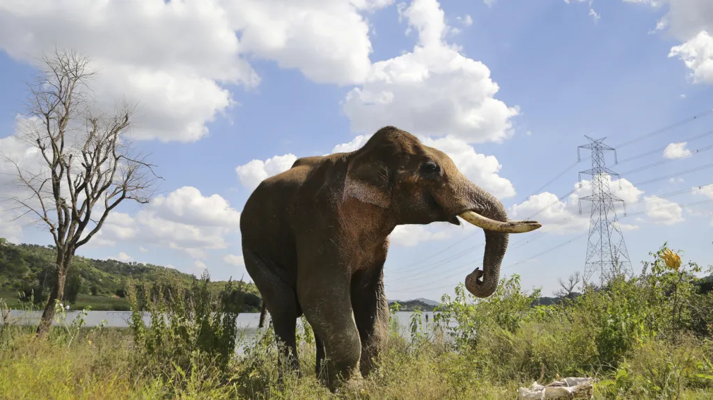Sloni se přesunují do velehor, ukázal výzkum v Indii. Žene je tam ...