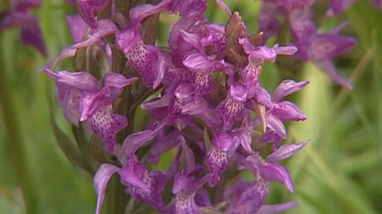 Vzácná louka orchidejí je dnes přístupná veřejnosti — ČT24 — Česká televize