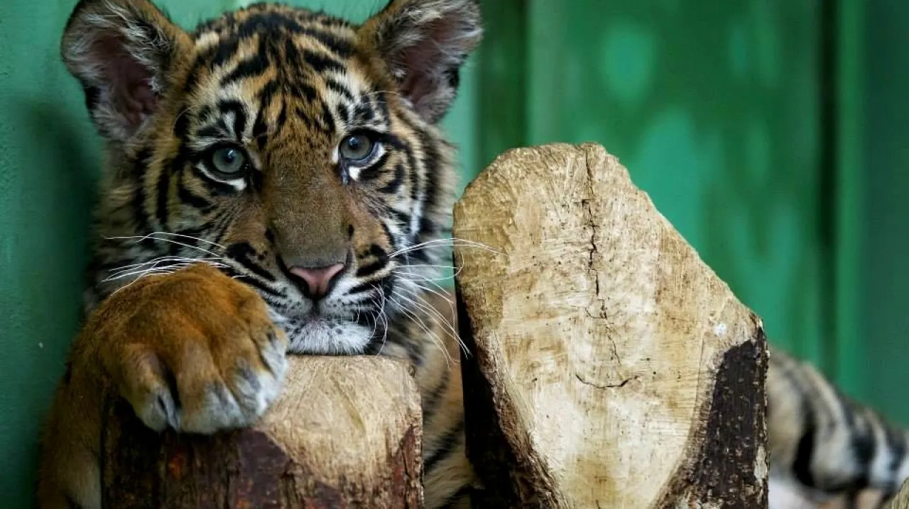 Pražská zoo přišla o další zvíře, musela utratit nemocného tygra — ČT24 ...