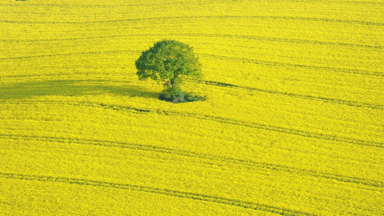 Bendl: Pryč s řepkovými lány, vraťme se k produkci potravin — ČT24 ...
