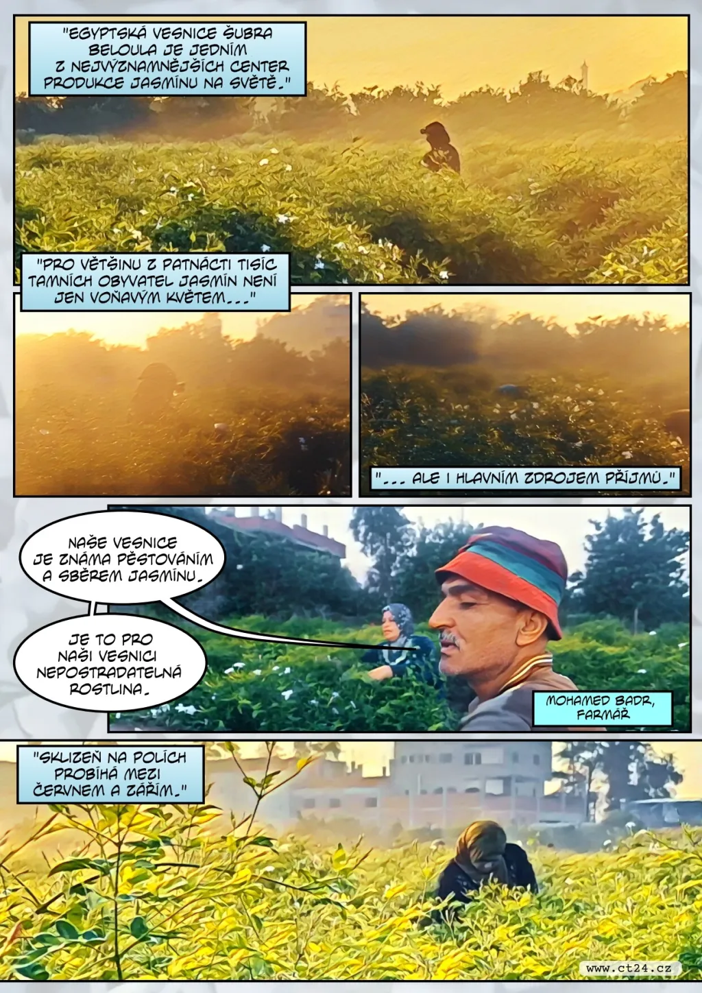 Pěstitele egyptského jasmínu trápí sucho, válka i dopady pandemie ...