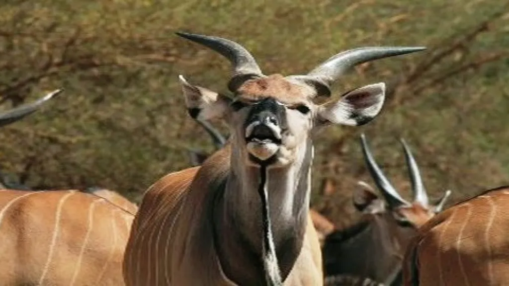 Kriticky ohrožené antilopy jsou odkázány na tým českých vědců — ČT24 ...
