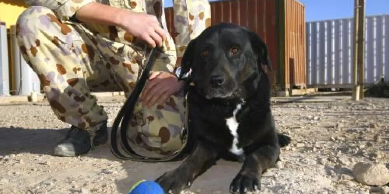 Ztracený vojenský pes se našel po 14 měsících — ČT24 — Česká televize