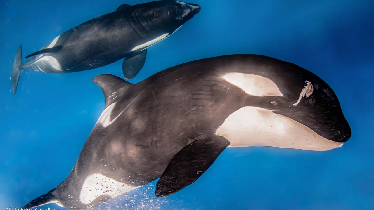 Biologové prostudovali útoky kosatek na lodi. Může za ně „gang ...
