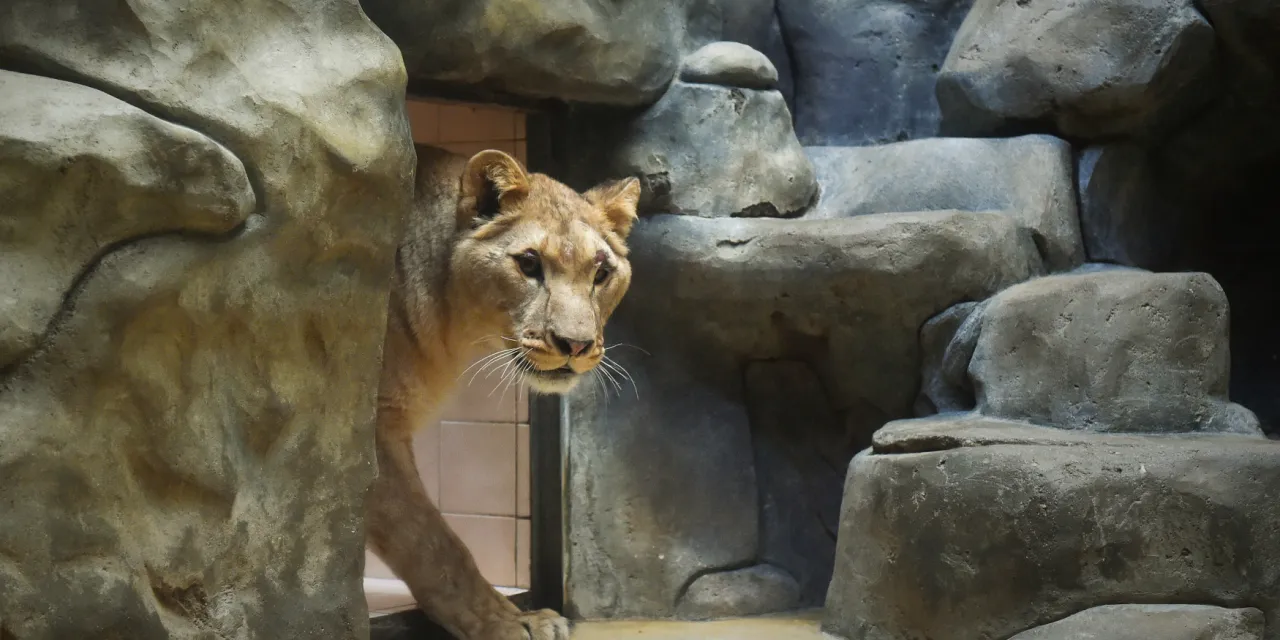 Liberecká zoo zvyšuje od července ceny, znovu zavede roční permanentku ...