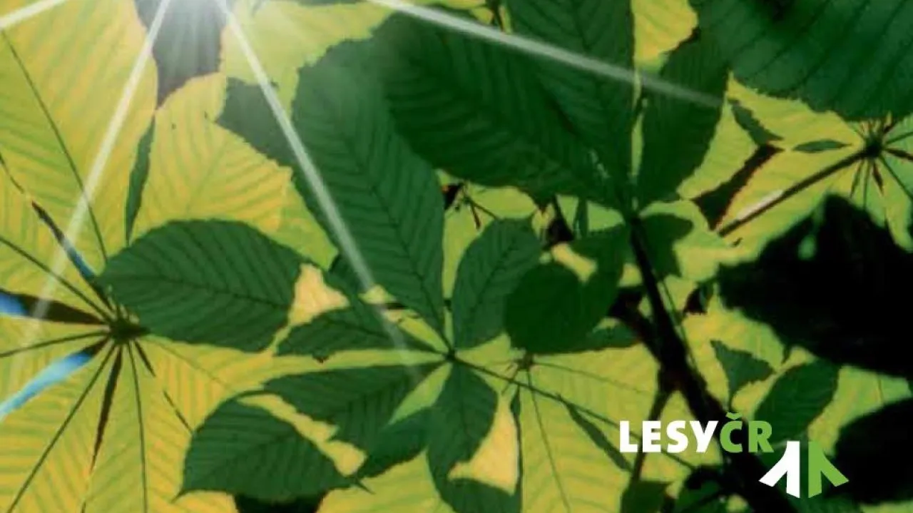 České lesy se loni těšily rekordnímu zisku — ČT24 — Česká televize