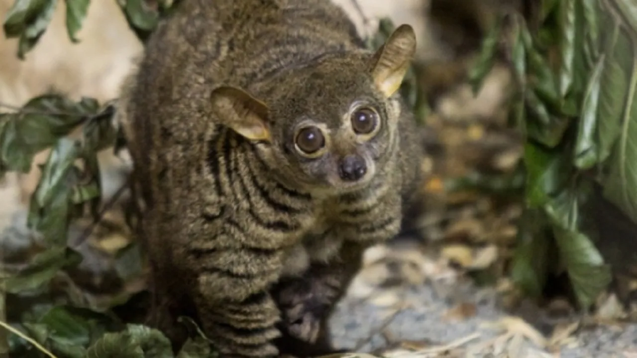 V ostravské zoo se narodilo vzácné mládě africké poloopice. V zajetí se ...