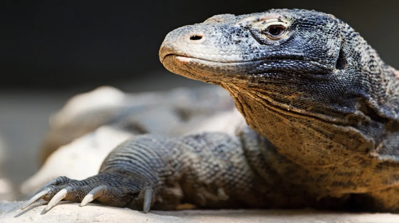 Malí varani z pražské zoo jsou z neposkvrněného početí — ČT24 — Česká ...