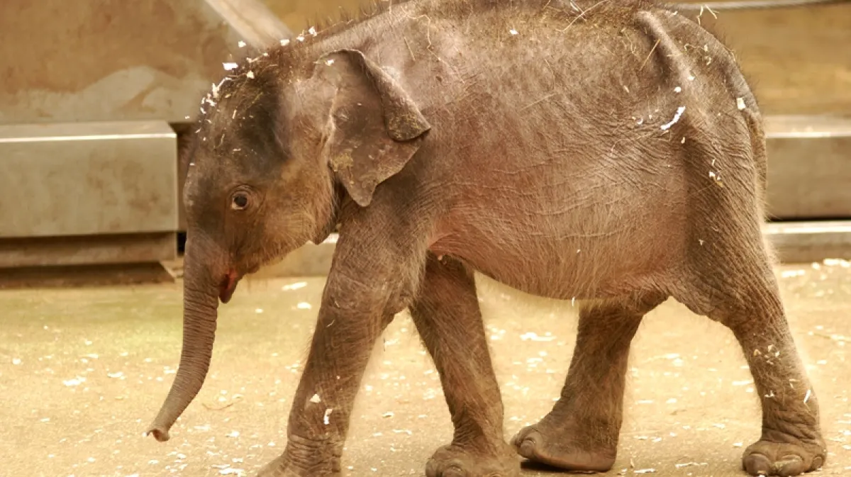 Slůně z ostravské zoo v noci uhynulo — ČT24 — Česká televize Slůně z ostravské zoo v noci uhynulo — ČT24 — Česká televize