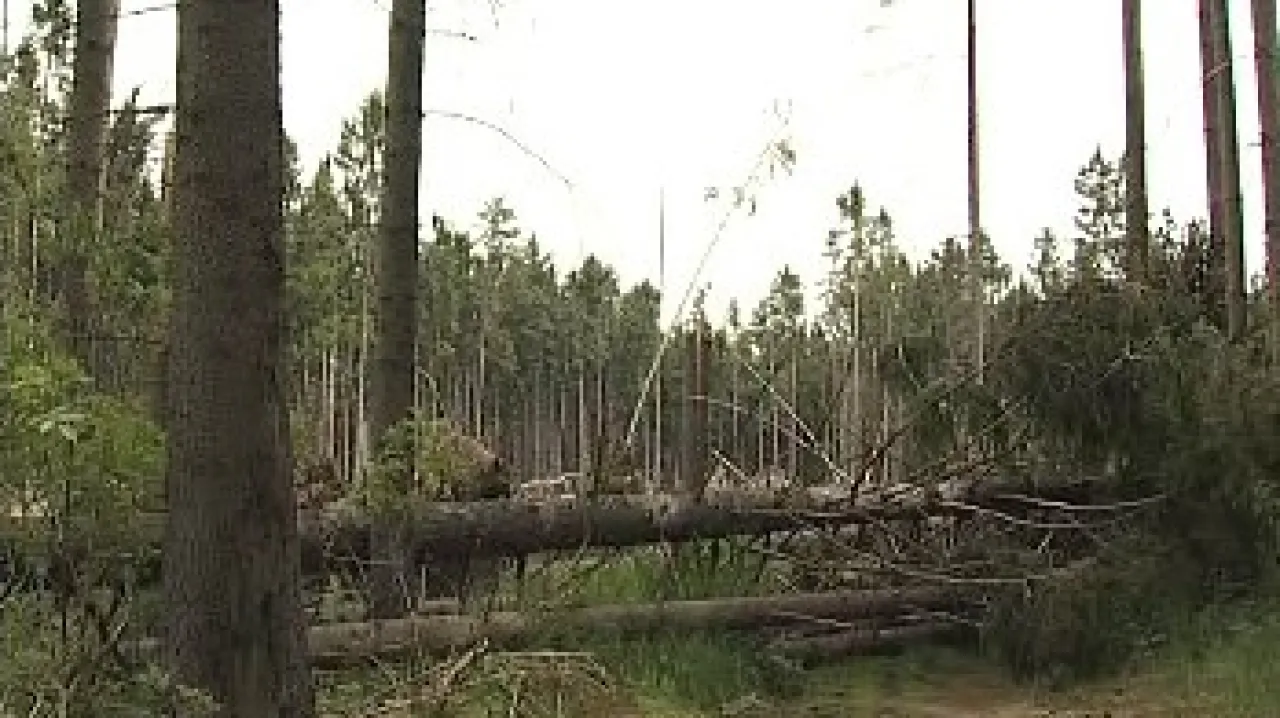 Na Vysočině likvidují polomy po vichřici Emma — ČT24 — Česká televize