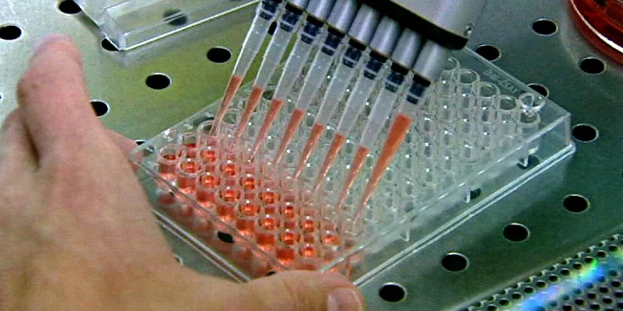 Kapavka by se mohla stát neléčitelnou chorobou — ČT24 — Česká televize