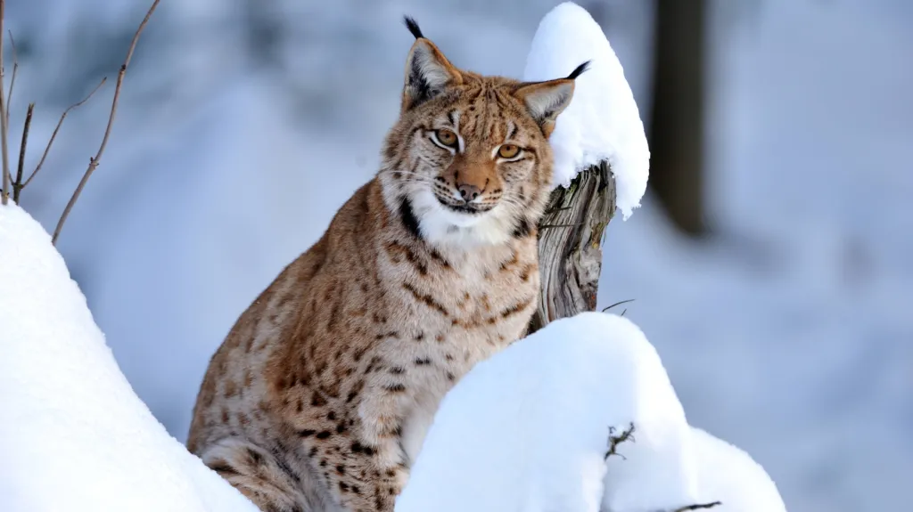 V Jizerských horách žije rys ostrovid, potvrdila to fotopast — ČT24 ...
