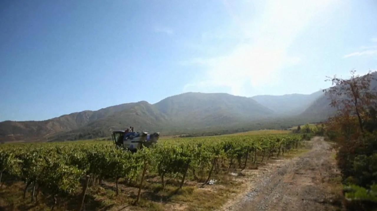 Vinaři z Chile chrání své víno před zemětřesením — ČT24 — Česká televize