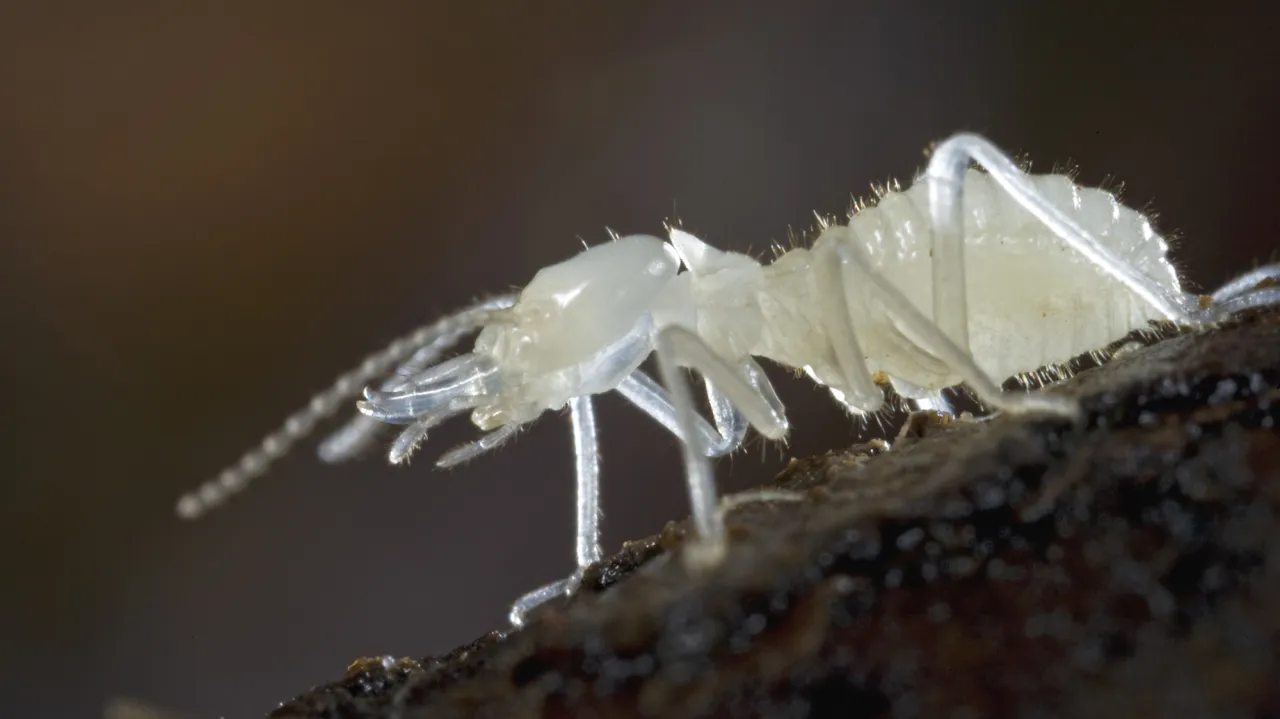 Termiti jako sebevražední atentátníci chrání svůj druh — ČT24 — Česká ...