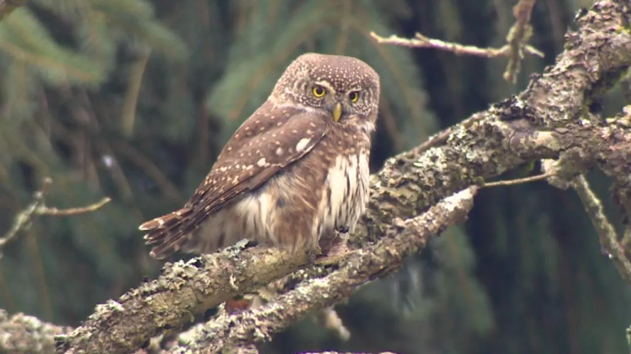 Ochranáři vypustili na Šumavu nejmenší sovu v Evropě — ČT24 — Česká ...