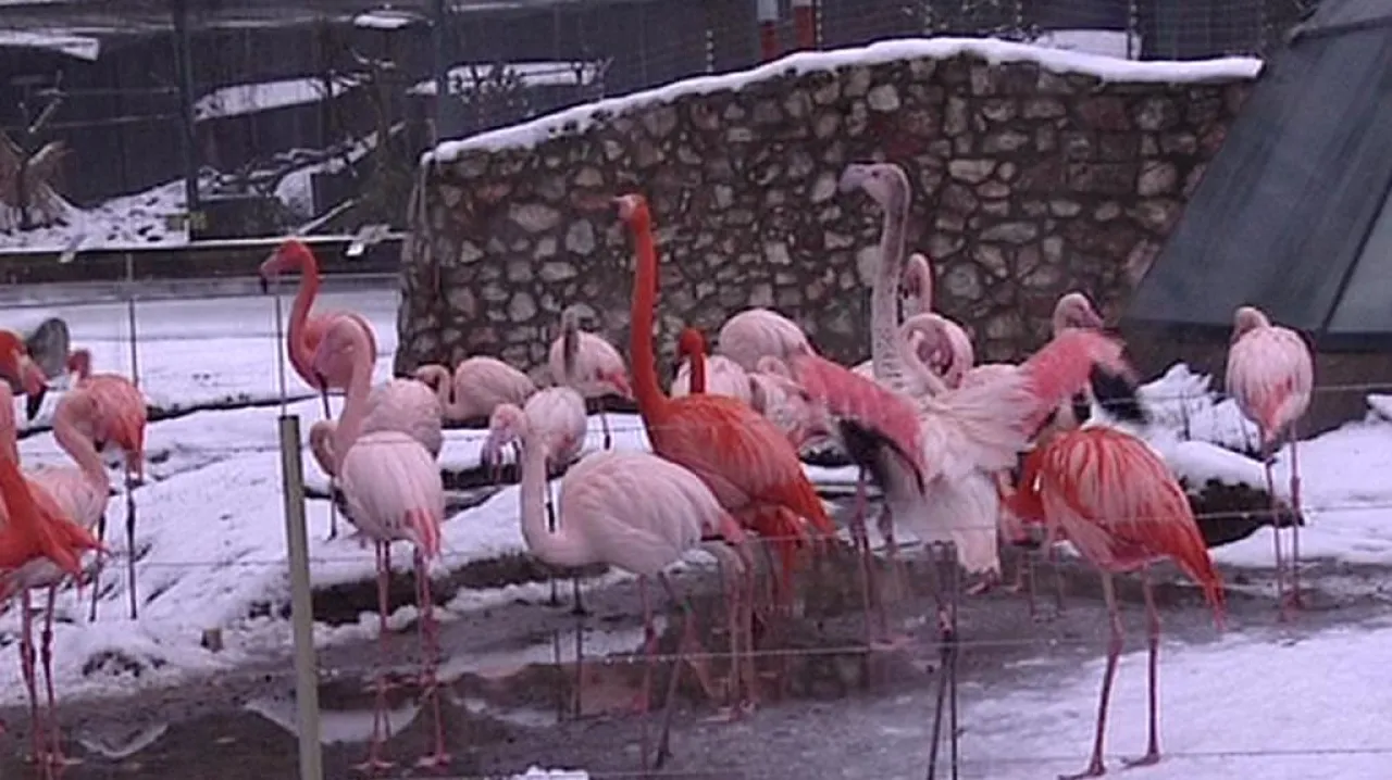 Zoo v Liberci se připravuje na svátky — ČT24 — Česká televize