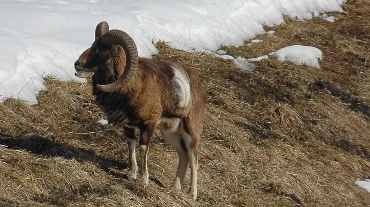 Národní park vybíjí muflony. Jsou nepůvodní, hájí se správci — ČT24 ...