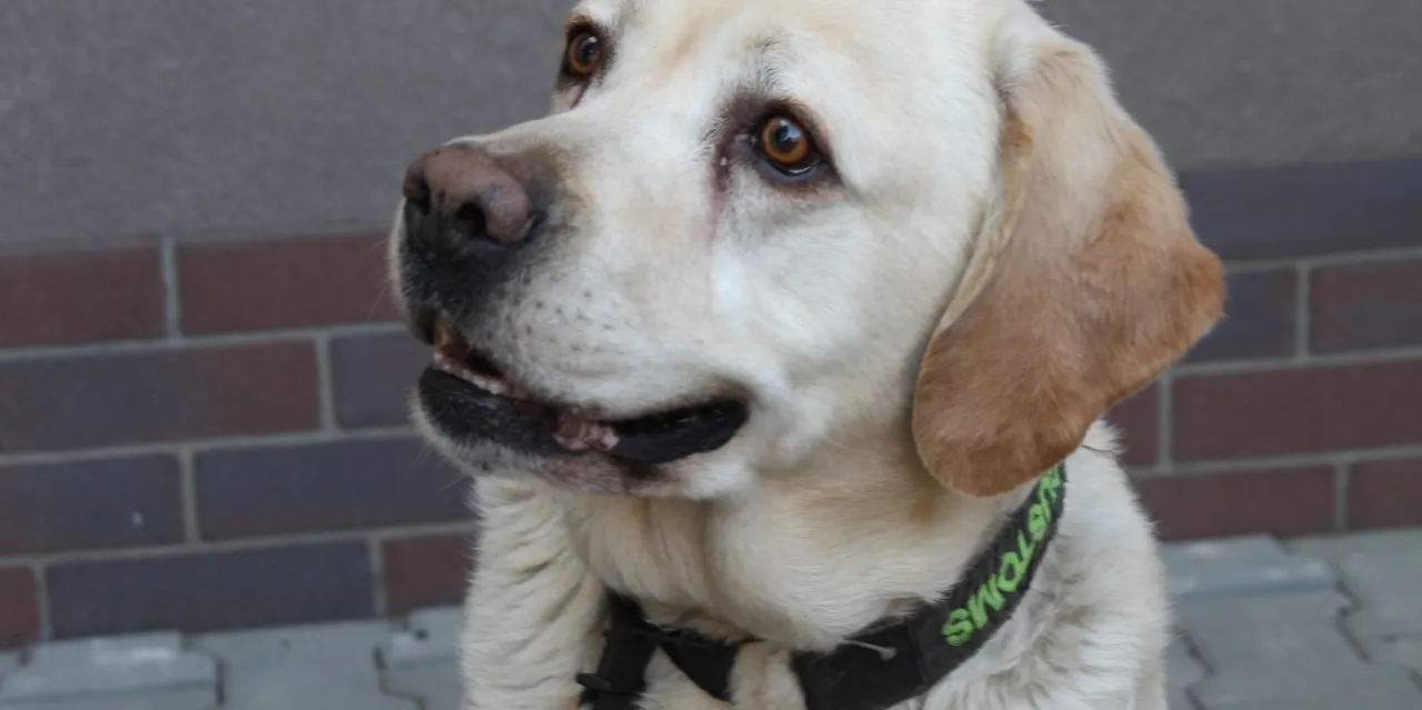 Legendární čtyřnohý celník, který měnil české zákony, odchází do penze ...