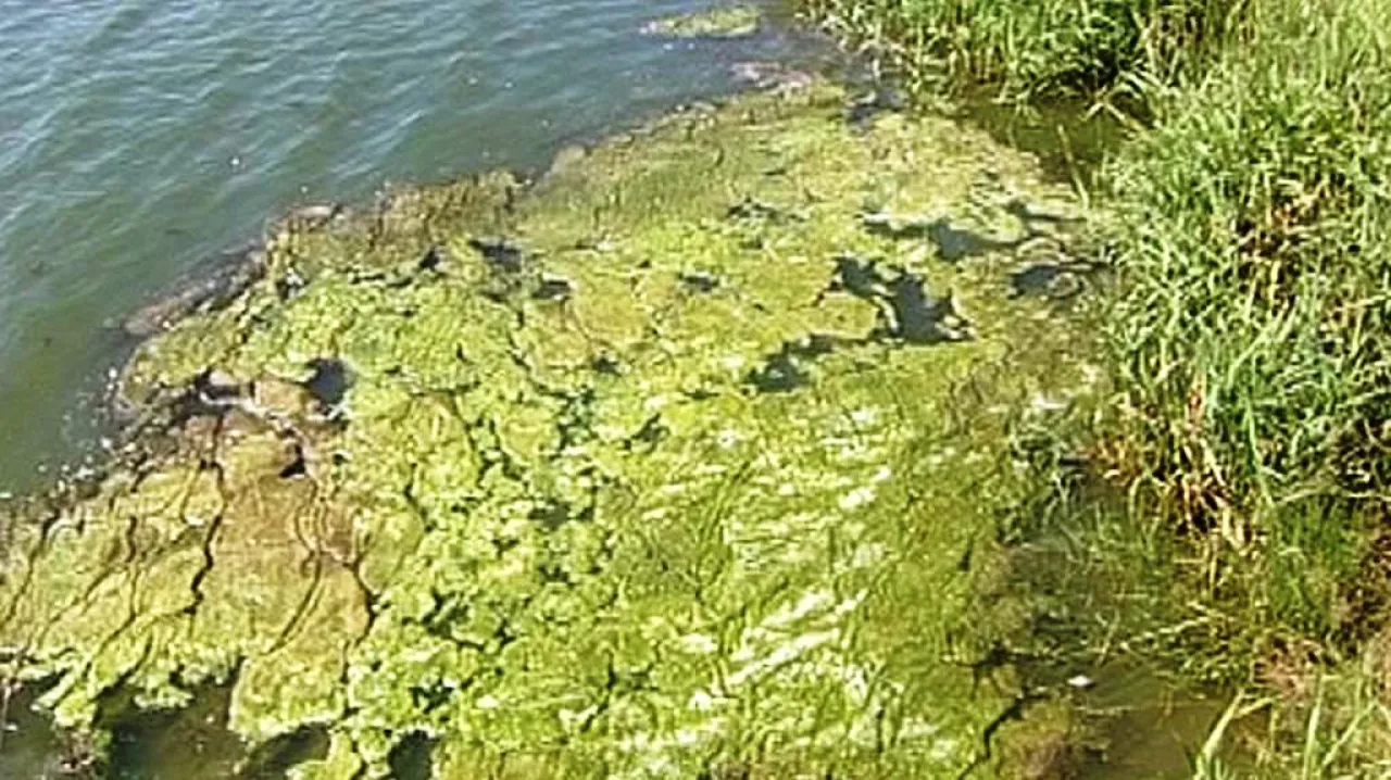 Sinice jsou na koupalištích především na severu a západě Česka — ČT24 ...