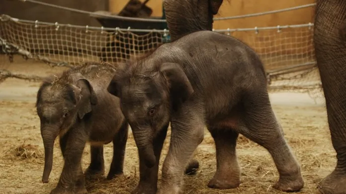 Slůně z ostravské zoo v noci uhynulo — ČT24 — Česká televize Slůně z ostravské zoo v noci uhynulo — ČT24 — Česká televize