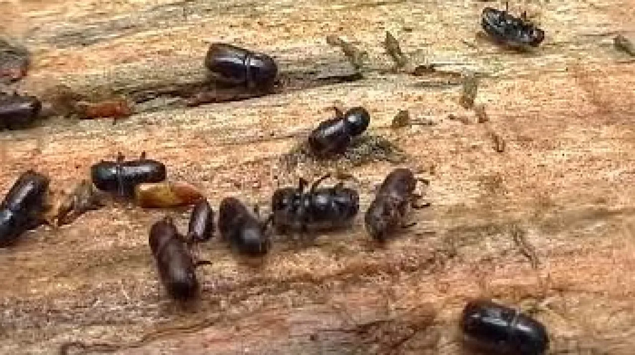 V lesích se přemnožil kůrovec, hrozí kalamita — ČT24 — Česká televize