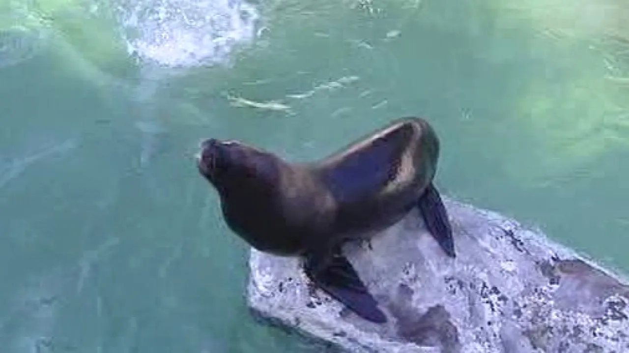 Liberecká zoo přišla o lachtaního samce kvůli spolknutému kameni — ČT24 ...