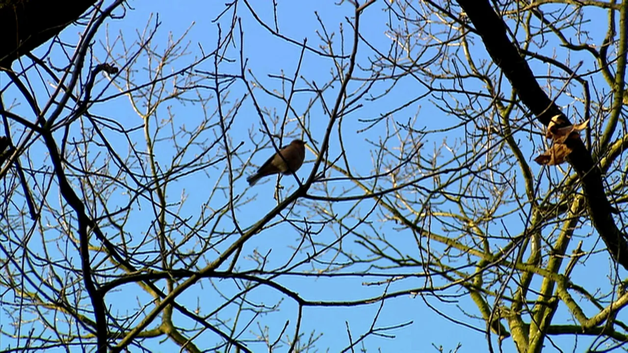 Orchestr Berg na ptáky není krátký, vydává také exotický rámus — ČT24 — Česká televize